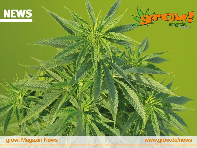 Ampel-Parteien einigen sich auf Legalisierung von Cannabis Ampel-Parteien einigen sich auf Legalisierung von Cannabis